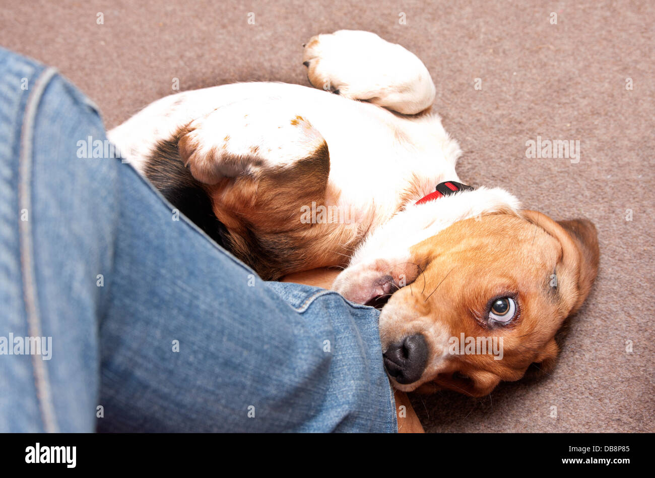 bassett hound puppy biting owner's trouser leg Stock Photo - Alamy