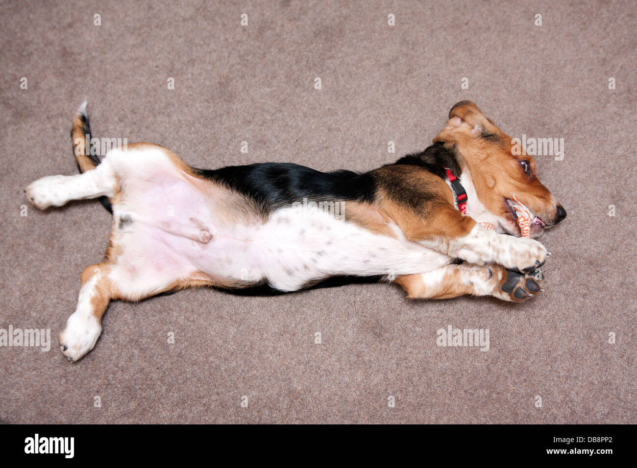 bassett hound puppy; playing with toy Stock Photo - Alamy