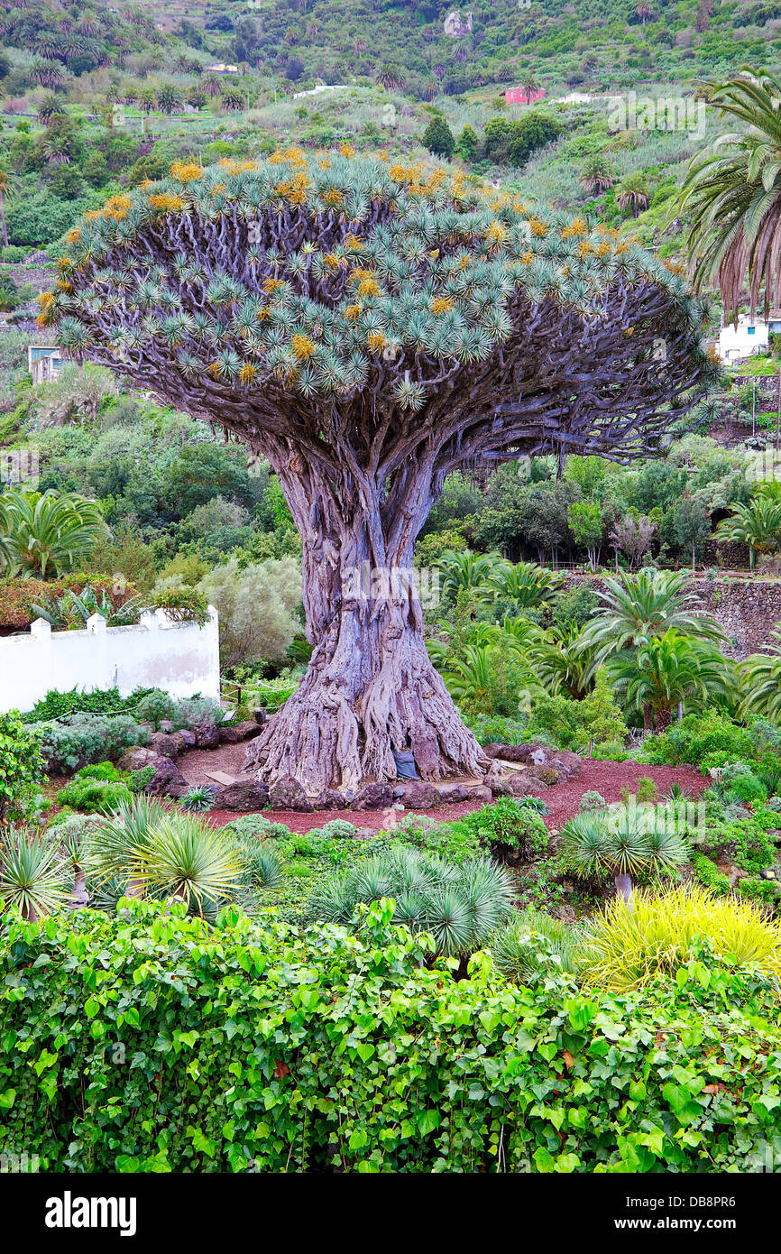 Dragon tree plant hi-res stock photography and images - Alamy