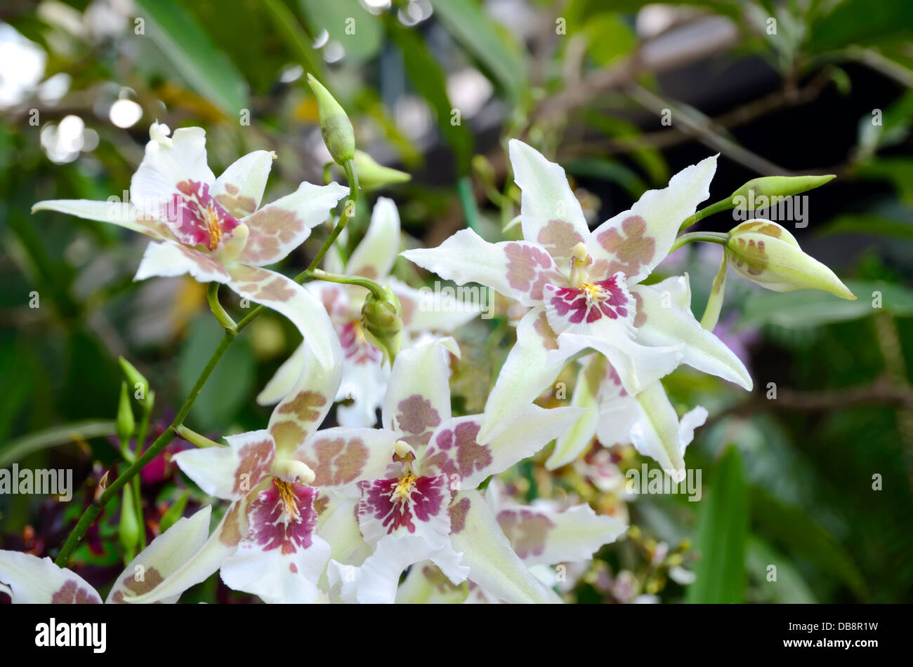 Beautiful whitef orchid in tropical forest Stock Photo - Alamy