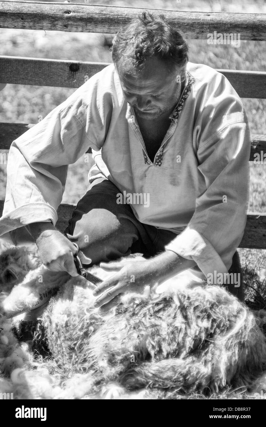 Sheepshearer hi-res stock photography and images - Alamy