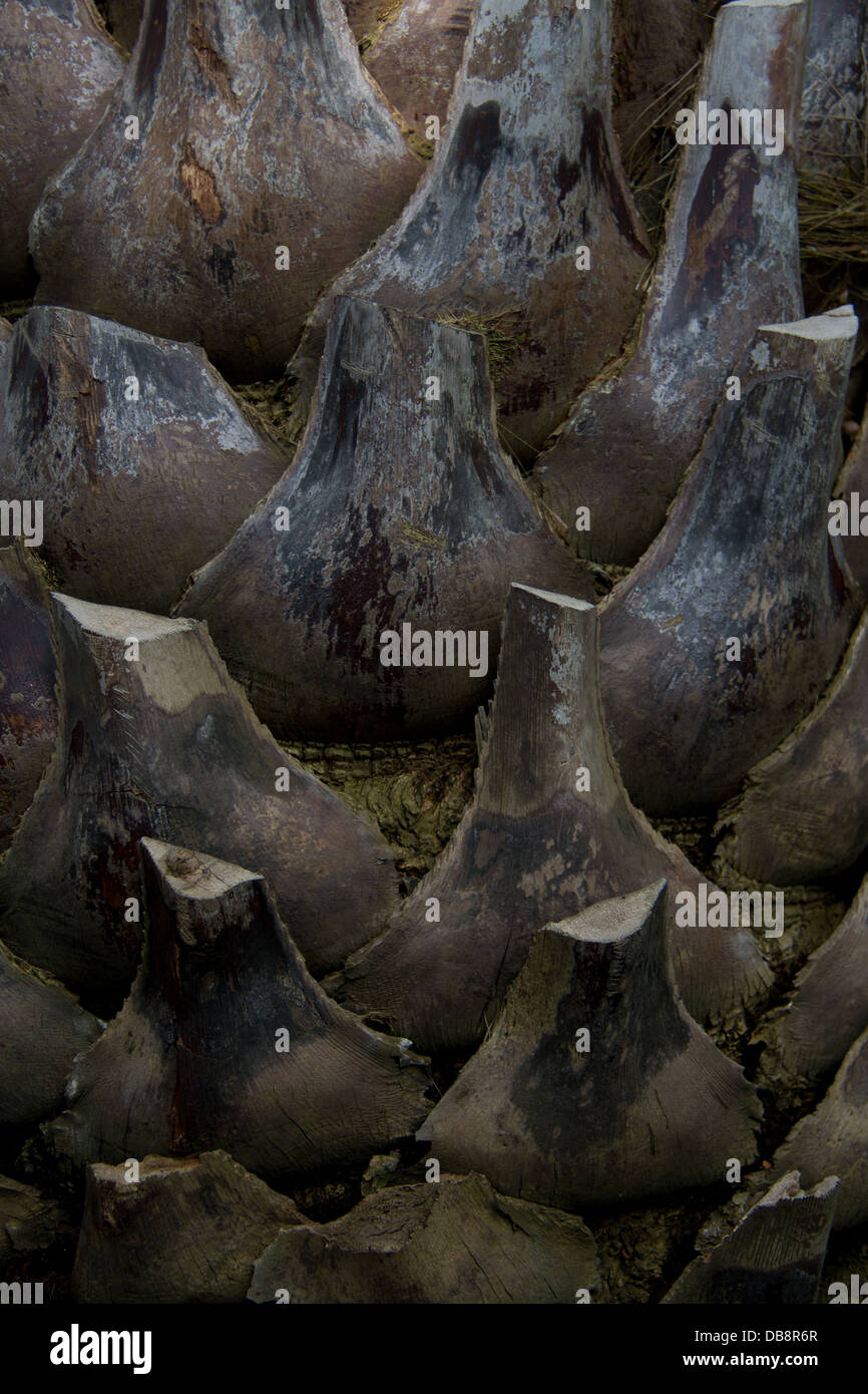 Base of Palm Tree, London, England, United Kingdom Stock Photo - Alamy