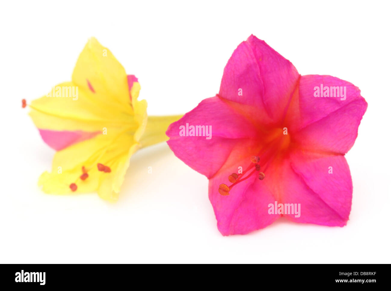 Mirabilis jalapa or sandhya moni flower of Southeast Asia Stock Photo ...