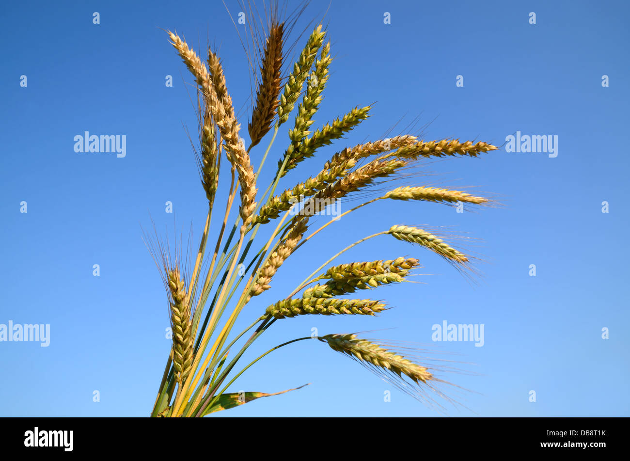 Stalks of ripe wheat grain against a sky Stock Photo - Alamy
