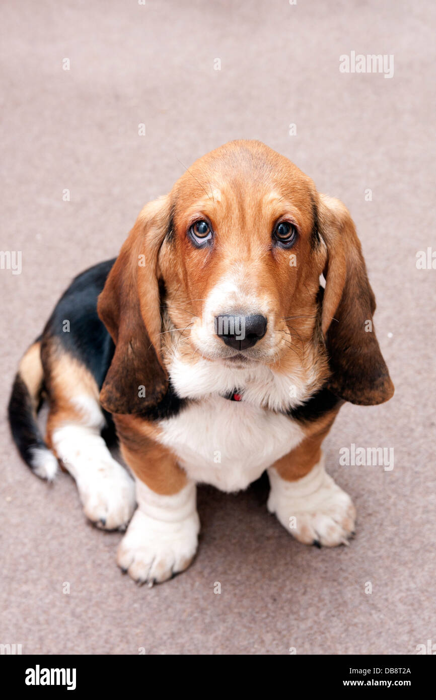 bassett hound puppy Stock Photo - Alamy