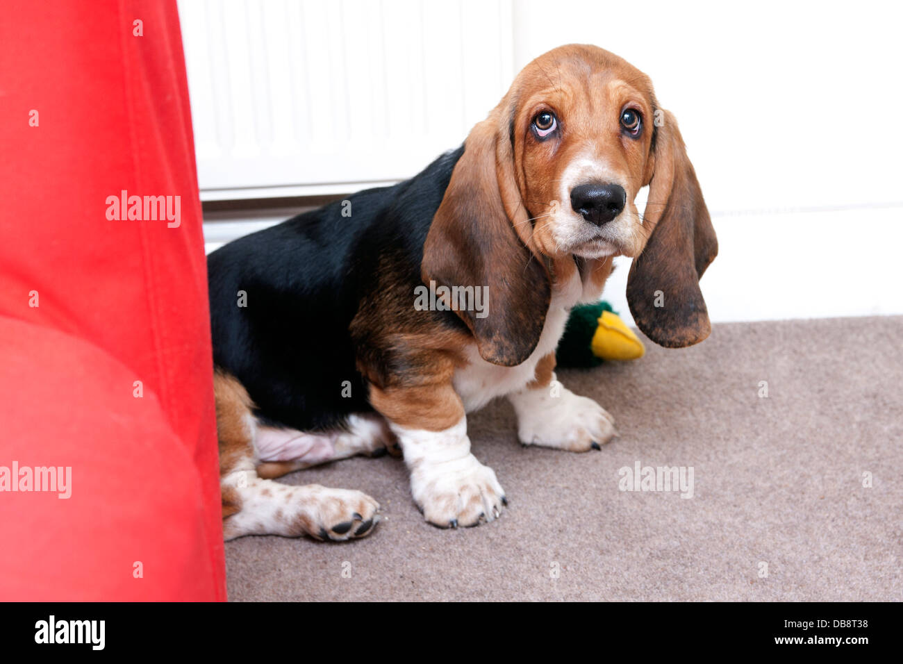 bassett hound puppy Stock Photo - Alamy