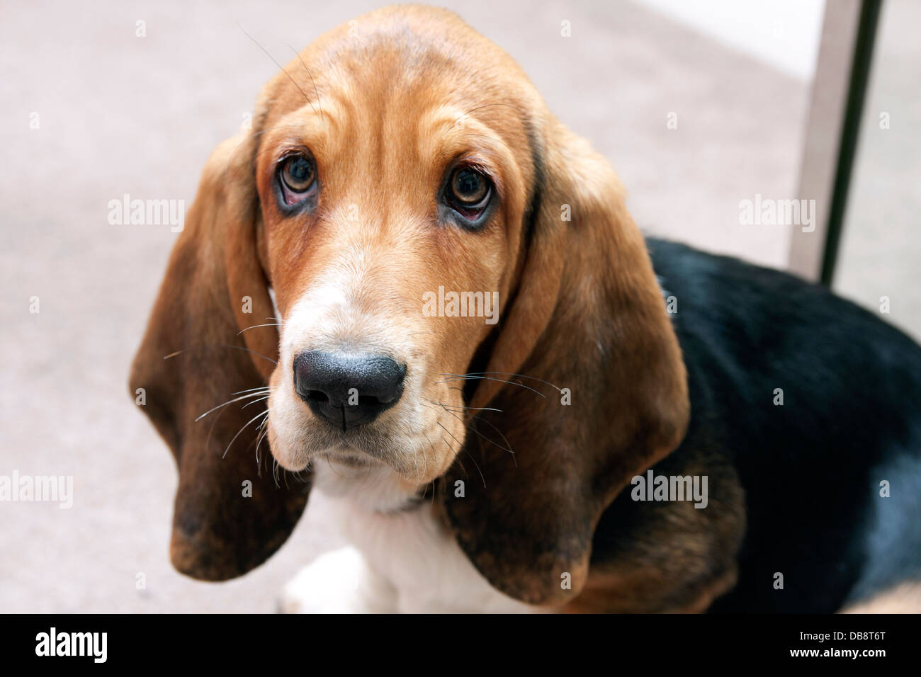 bassett hound puppy Stock Photo - Alamy