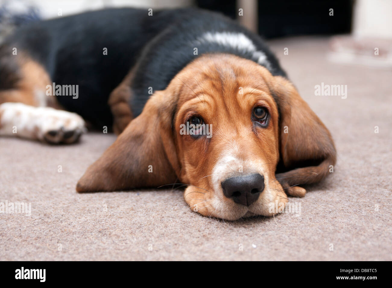 bassett hound puppy Stock Photo - Alamy