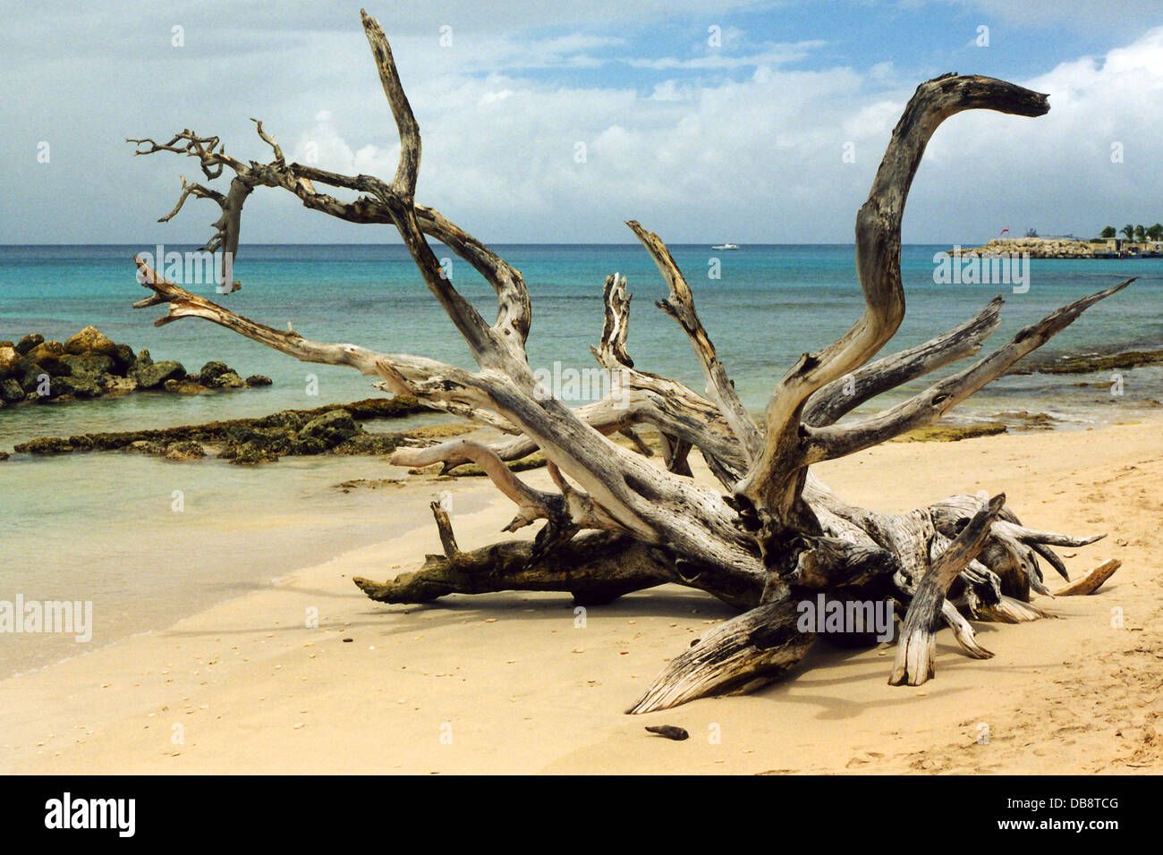 Barbados Beach & Dead Tree Stock Photo - Alamy