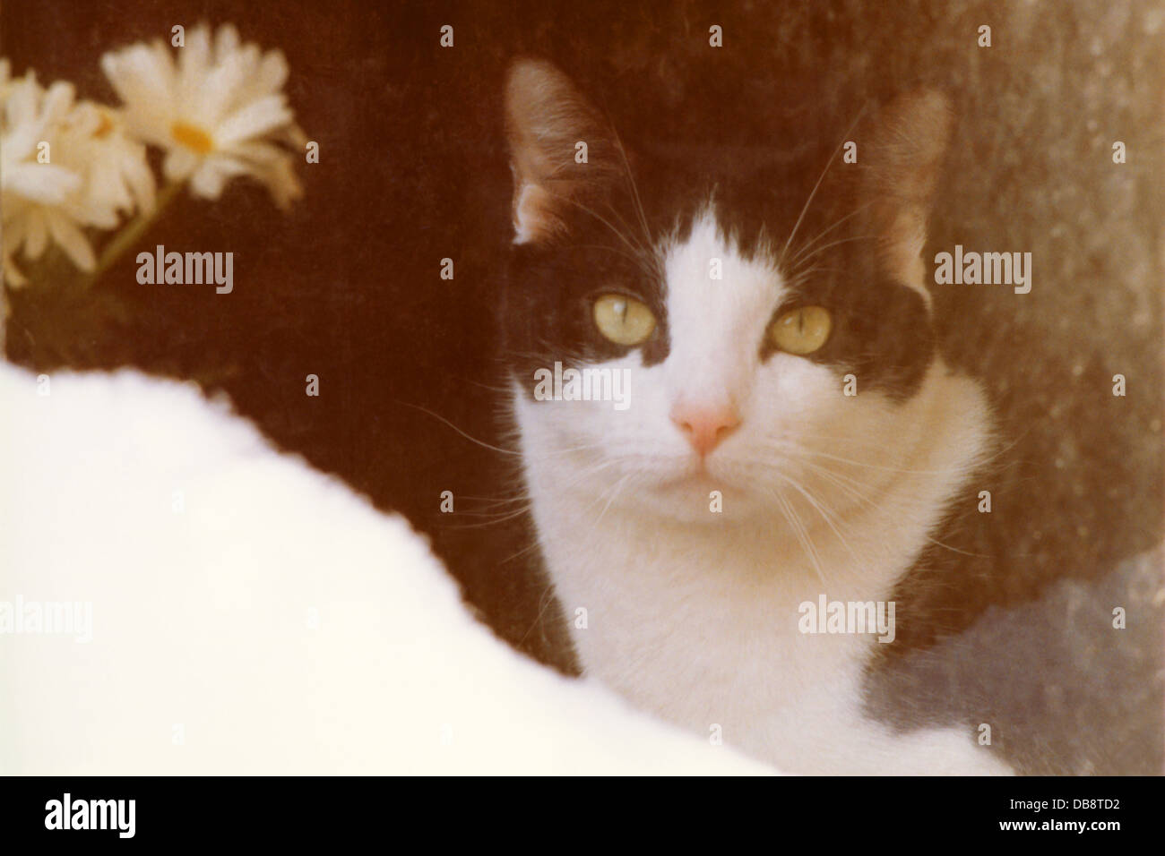 Cat at Window Stock Photo - Alamy