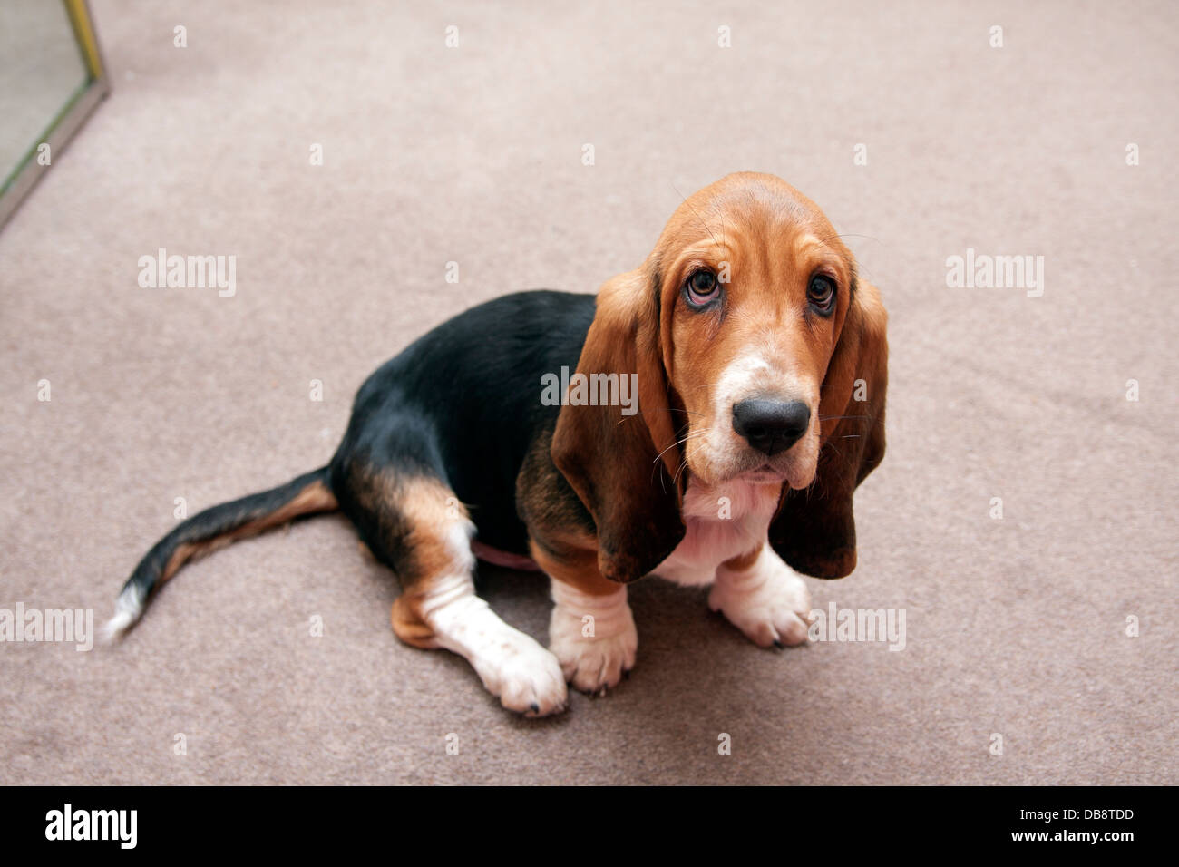 bassett hound puppy Stock Photo - Alamy