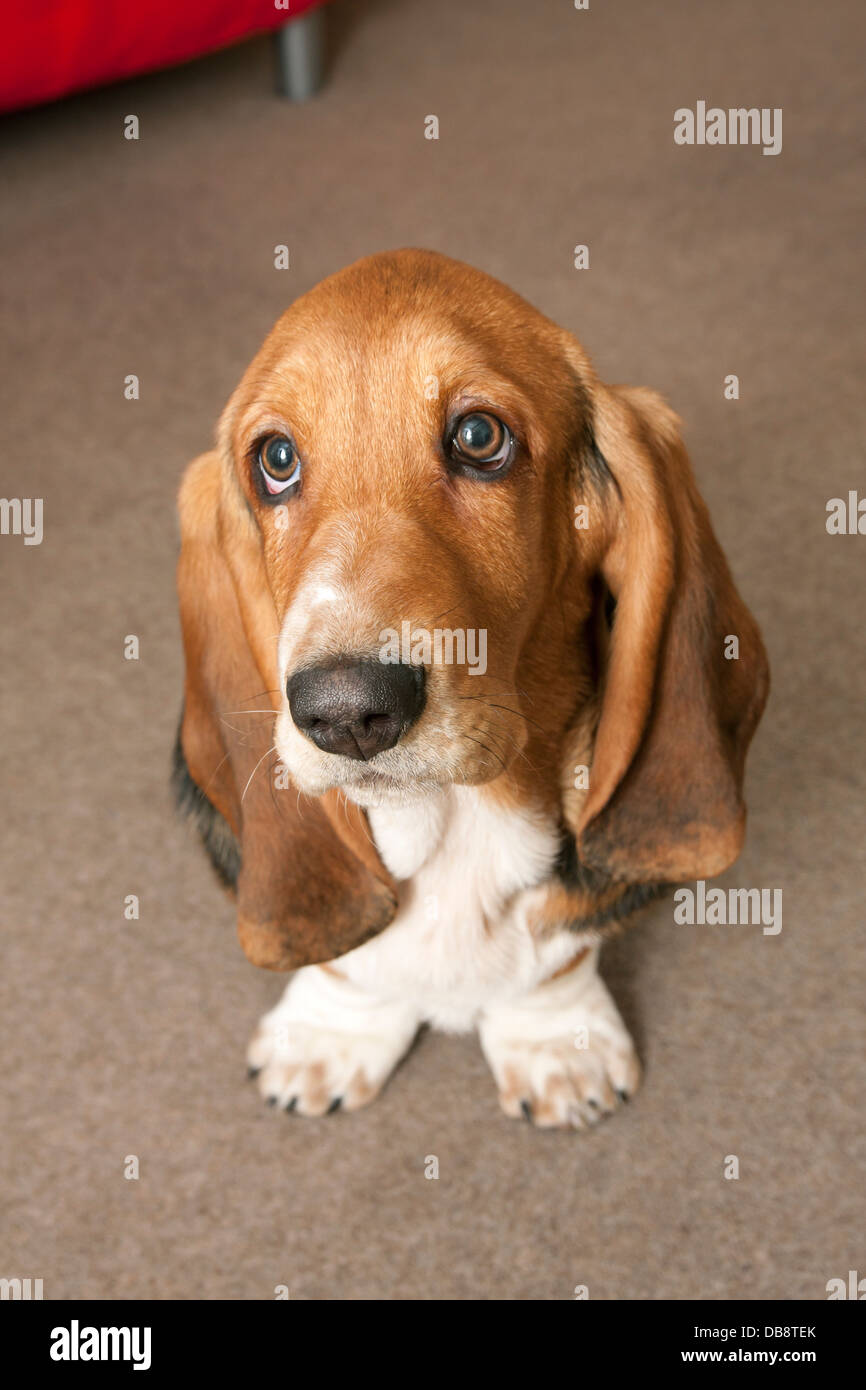 bassett hound puppy Stock Photo - Alamy