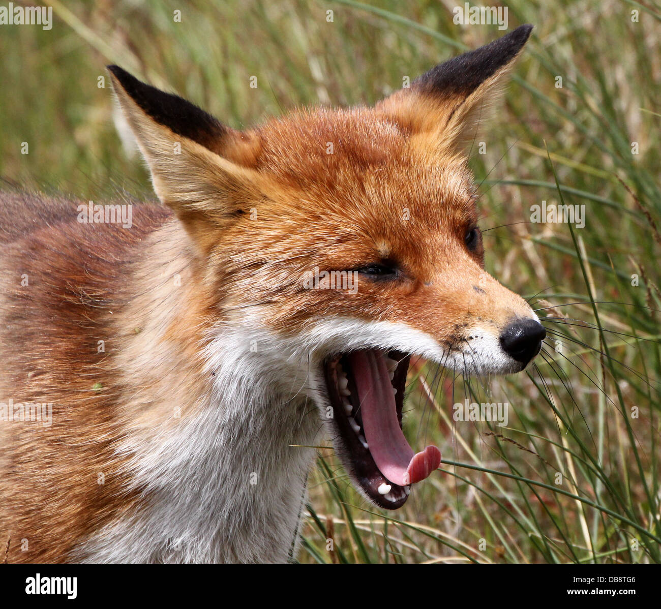 Close-up of a young female red fox yawning Stock Photo - Alamy