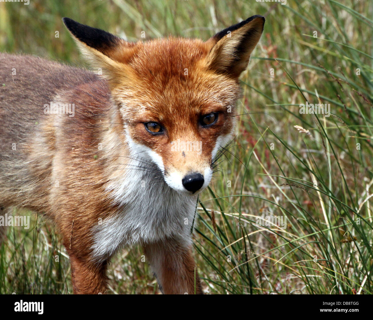 Lis fox hi-res stock photography and images - Alamy