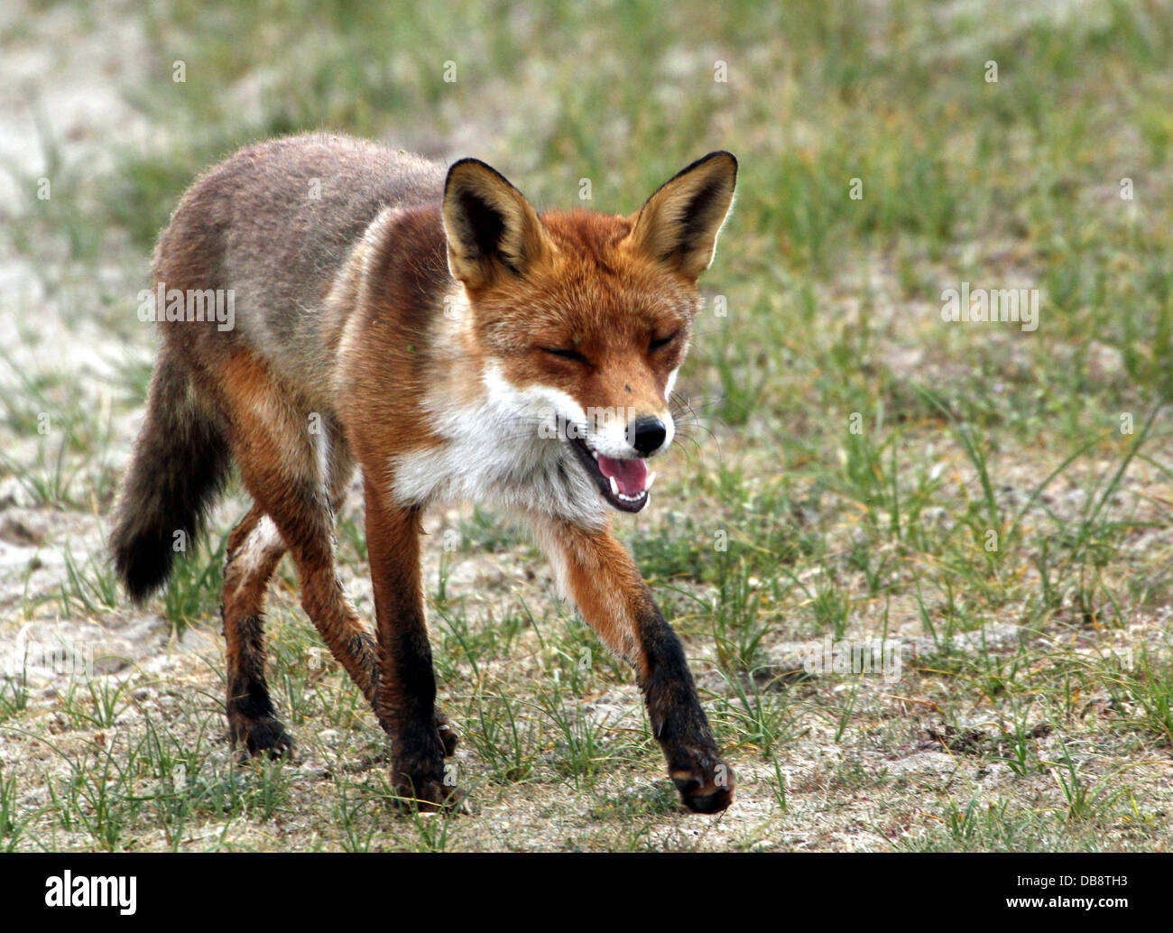 Close-up of a young male red fox walking towards the camera Stock Photo ...