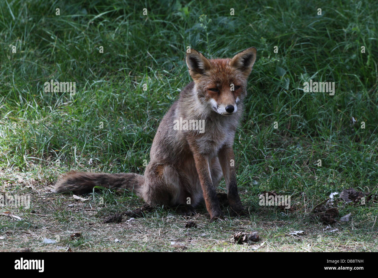Fox portraits hi-res stock photography and images - Alamy