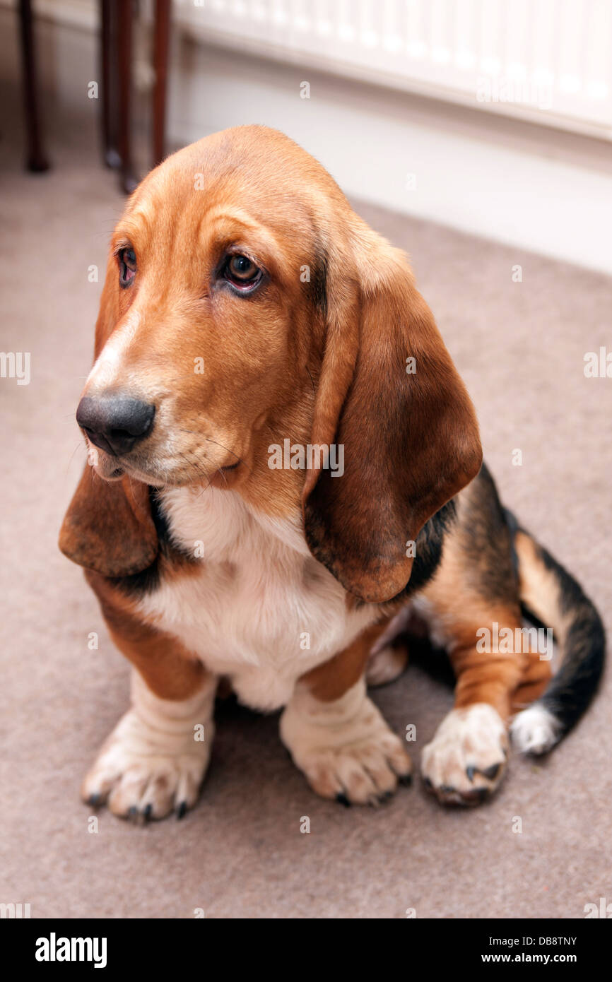 bassett hound puppy Stock Photo - Alamy