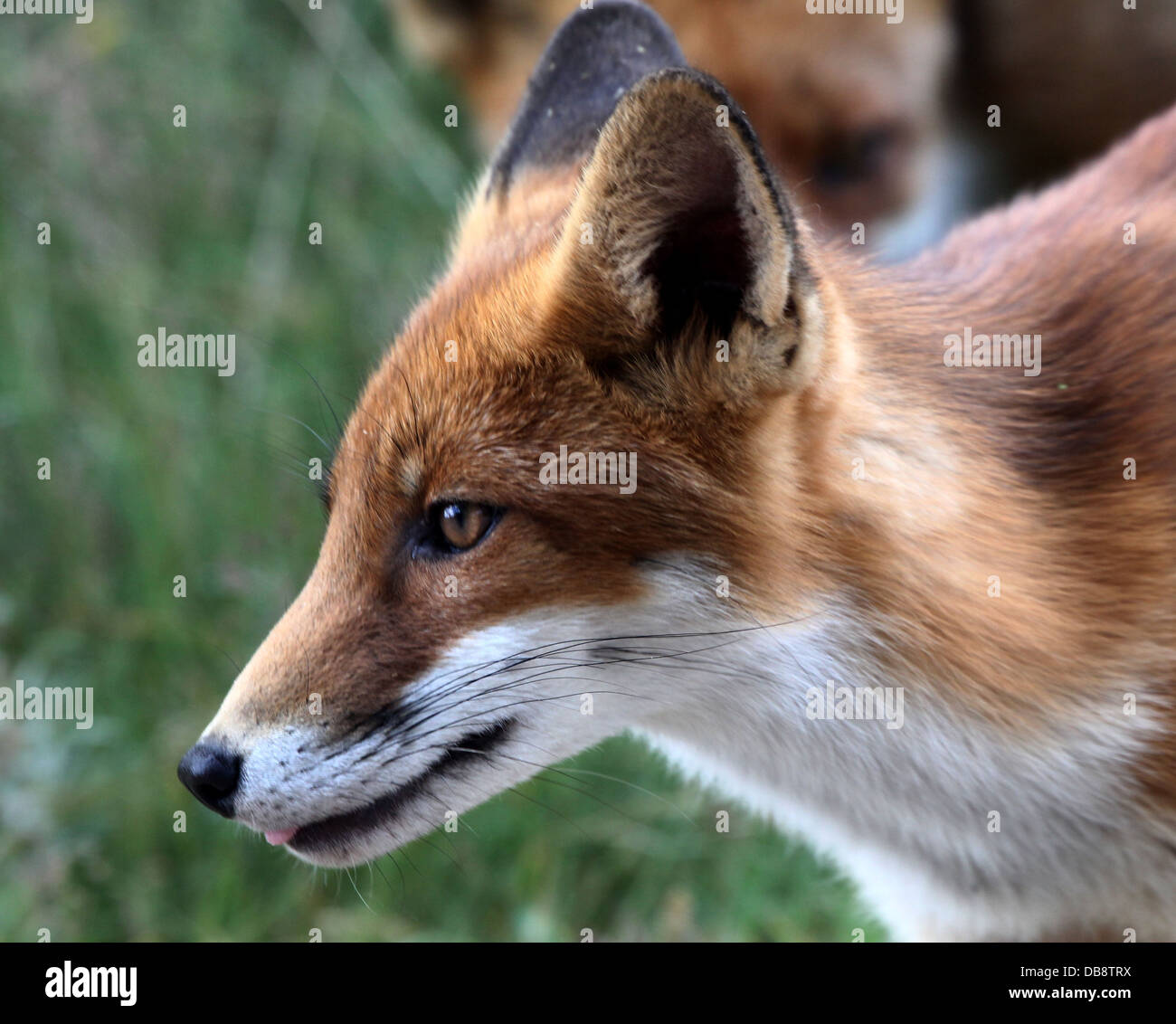 Fox Mug Shot
