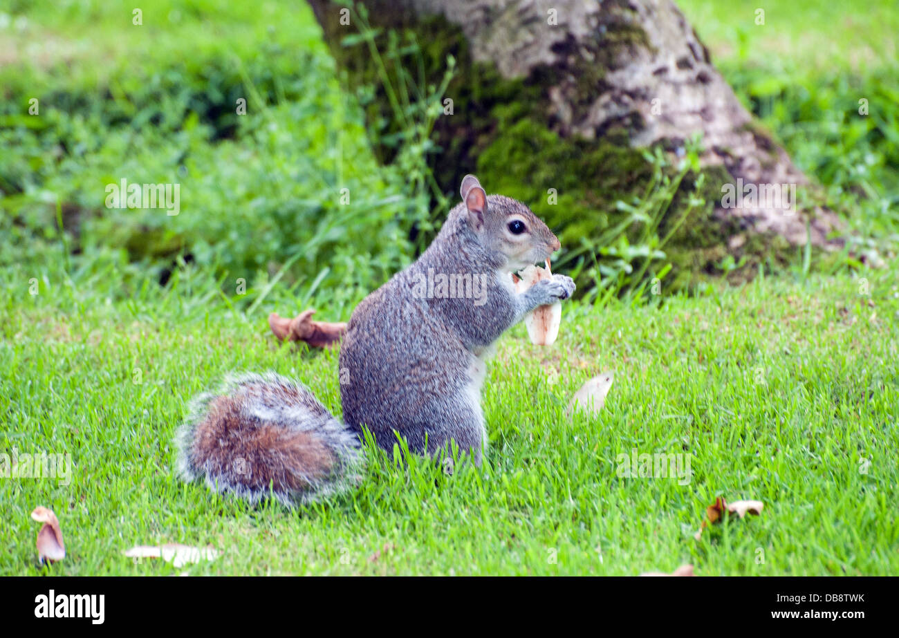 Grey squirrel eating on the grass hi-res stock photography and images ...