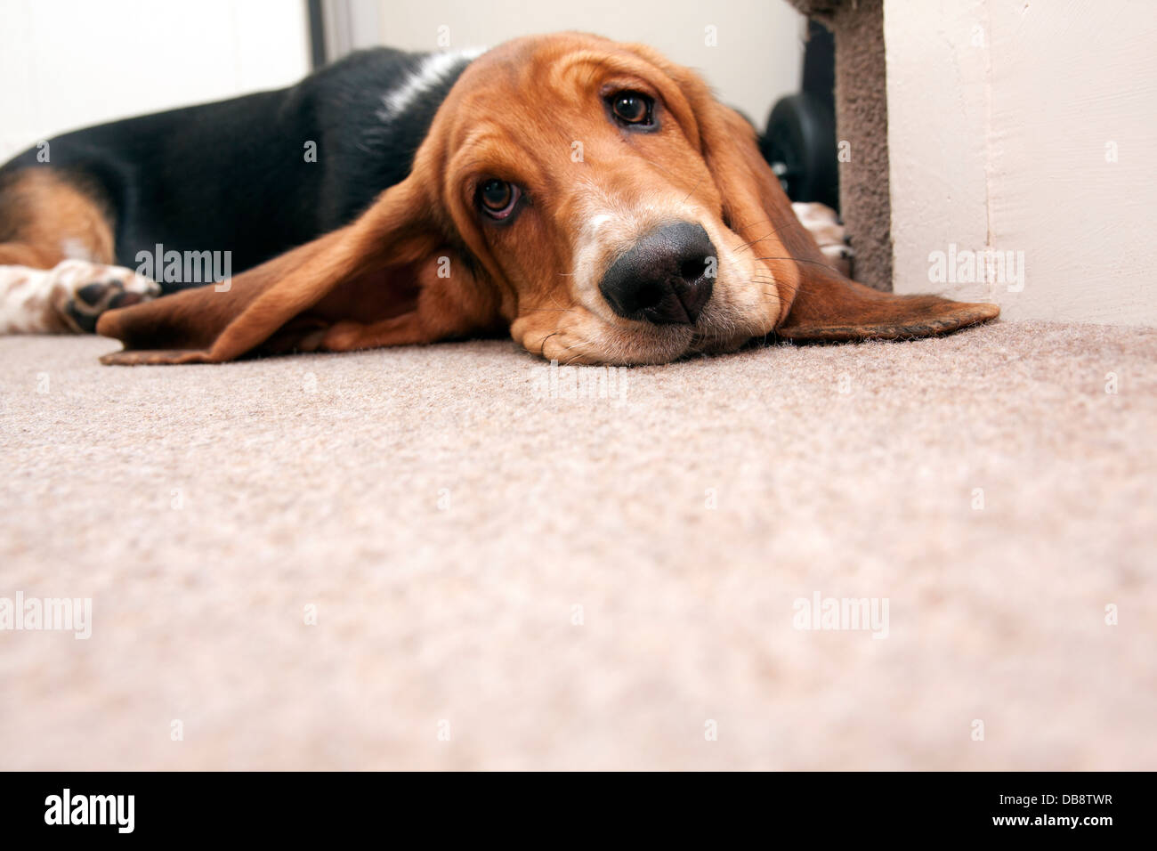 Bassett ears hi-res stock photography and images - Alamy