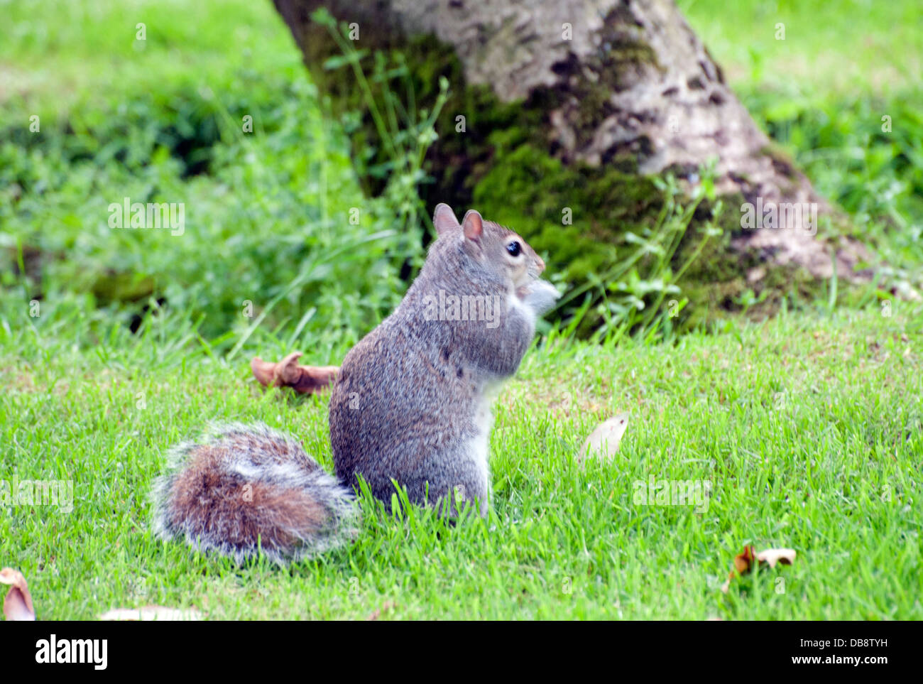 squirrel eating nut on park bench close up squirrel running squirrel on ...
