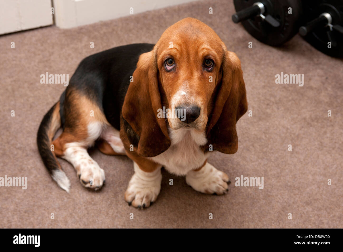 bassett hound puppy Stock Photo - Alamy