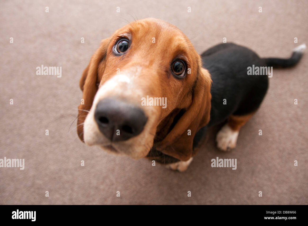 bassett hound puppy Stock Photo - Alamy
