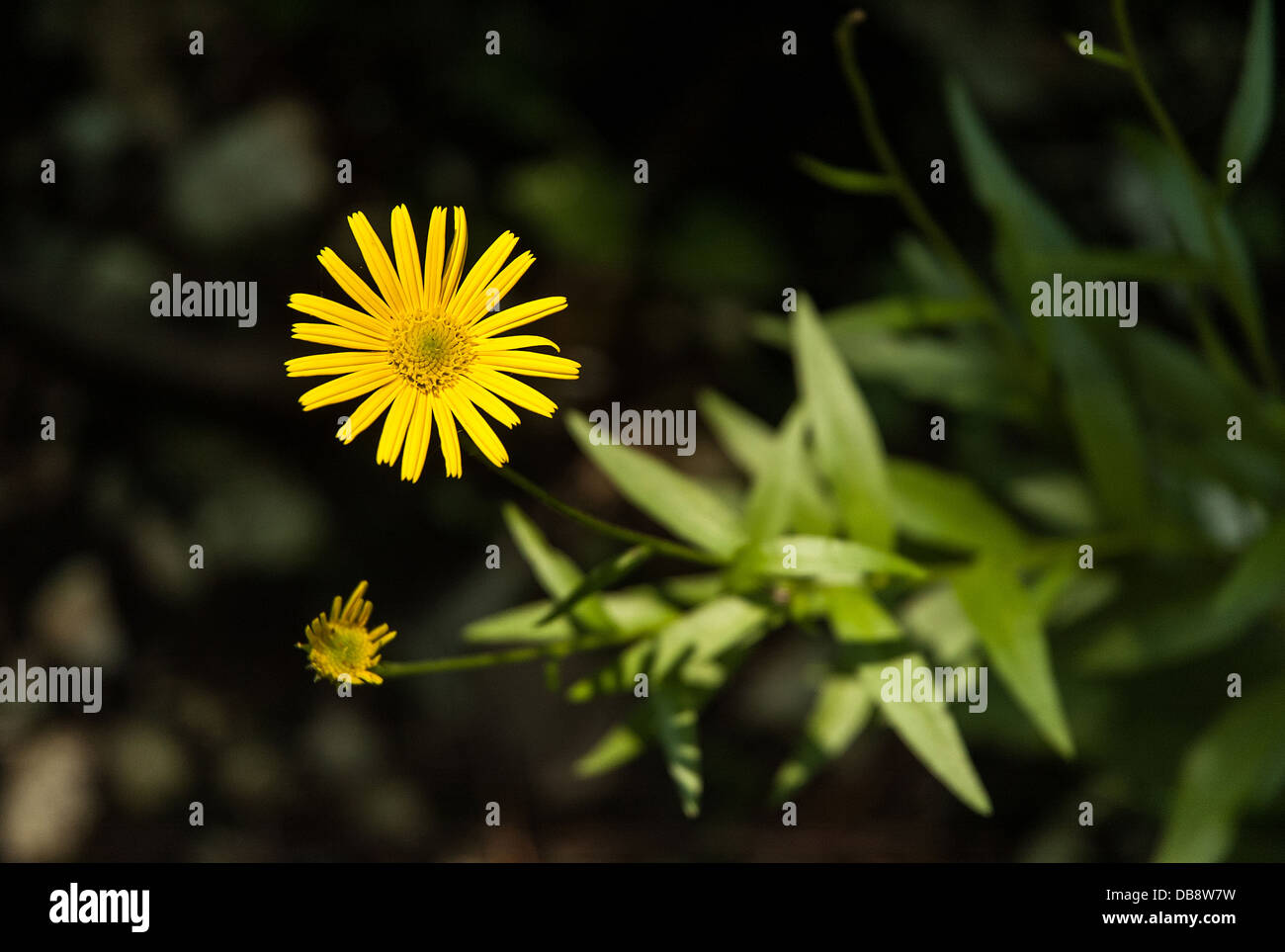 An unidentified yellow wild flower in Plitvice Lakes National Park ...