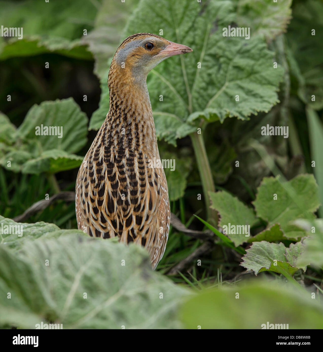 Corncrake calling at Balranald North Uist Outer Hebrides Stock Photo - Alamy