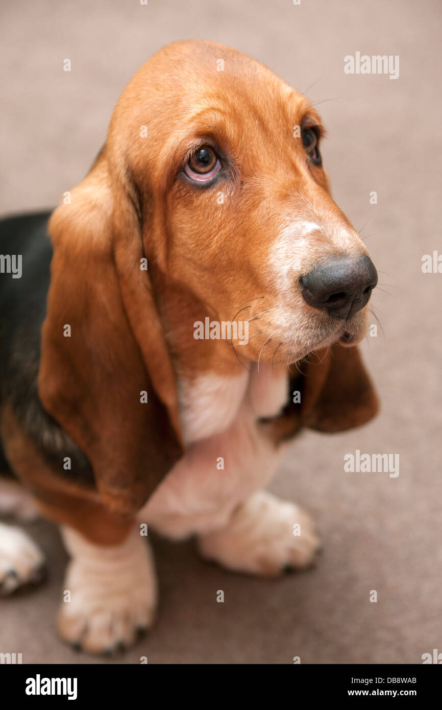 bassett hound puppy Stock Photo - Alamy
