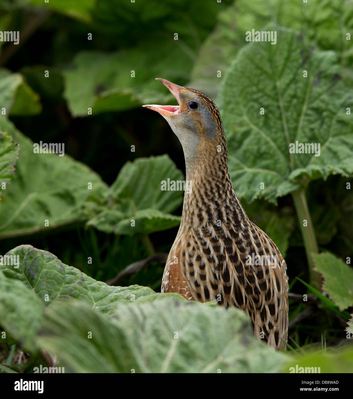 Corncrake calling hi-res stock photography and images - Alamy