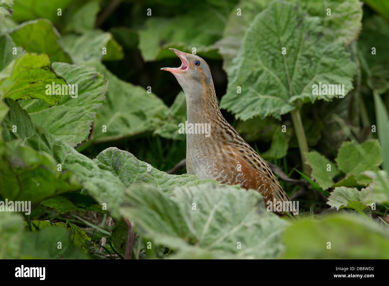 Corncrake calling at Balranald North Uist Outer Hebrides Stock Photo ...