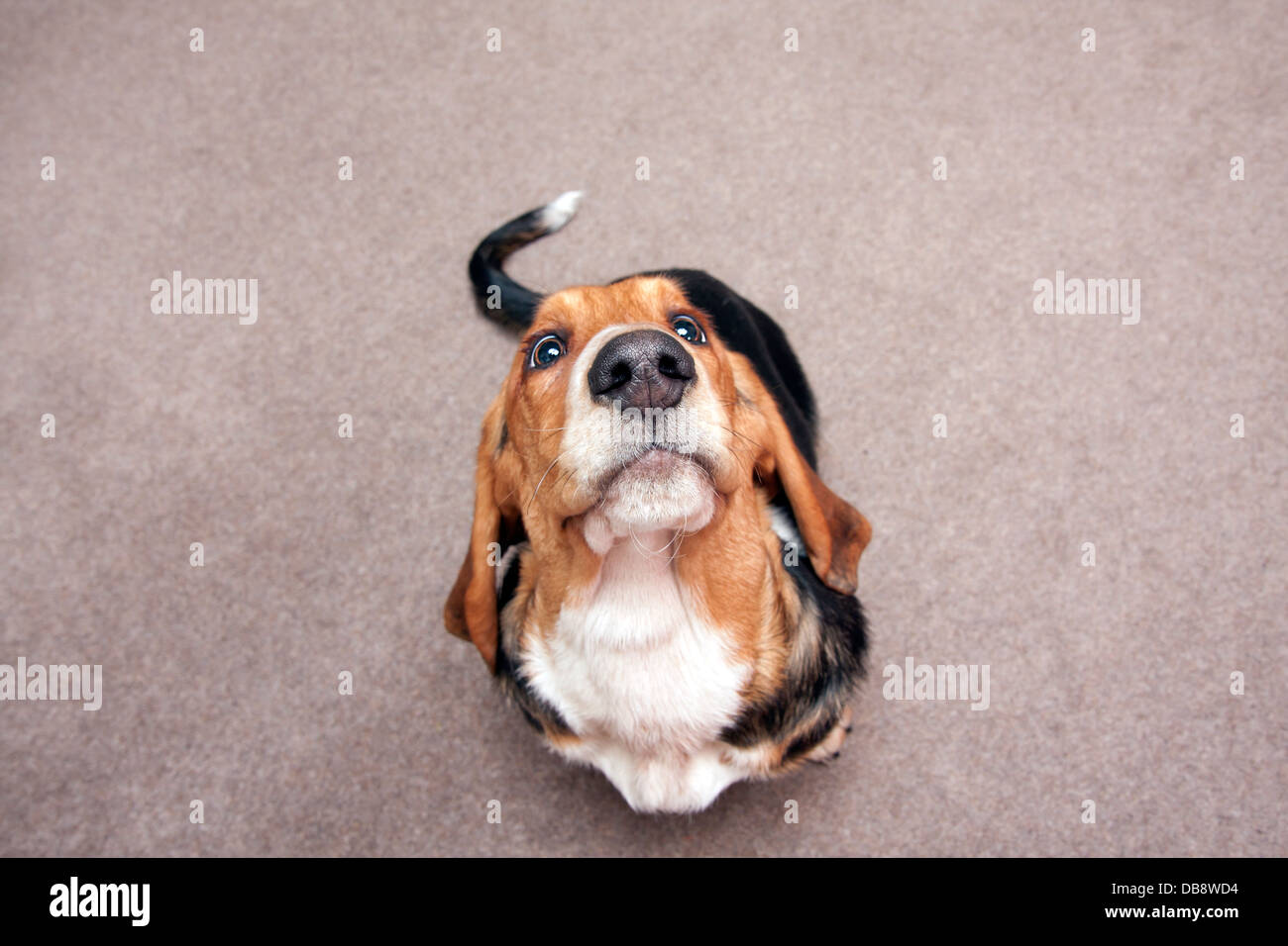 bassett hound puppy barking Stock Photo - Alamy
