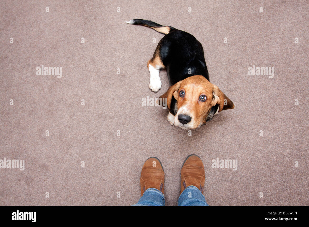 bassett hound puppy at owner's feet Stock Photo - Alamy