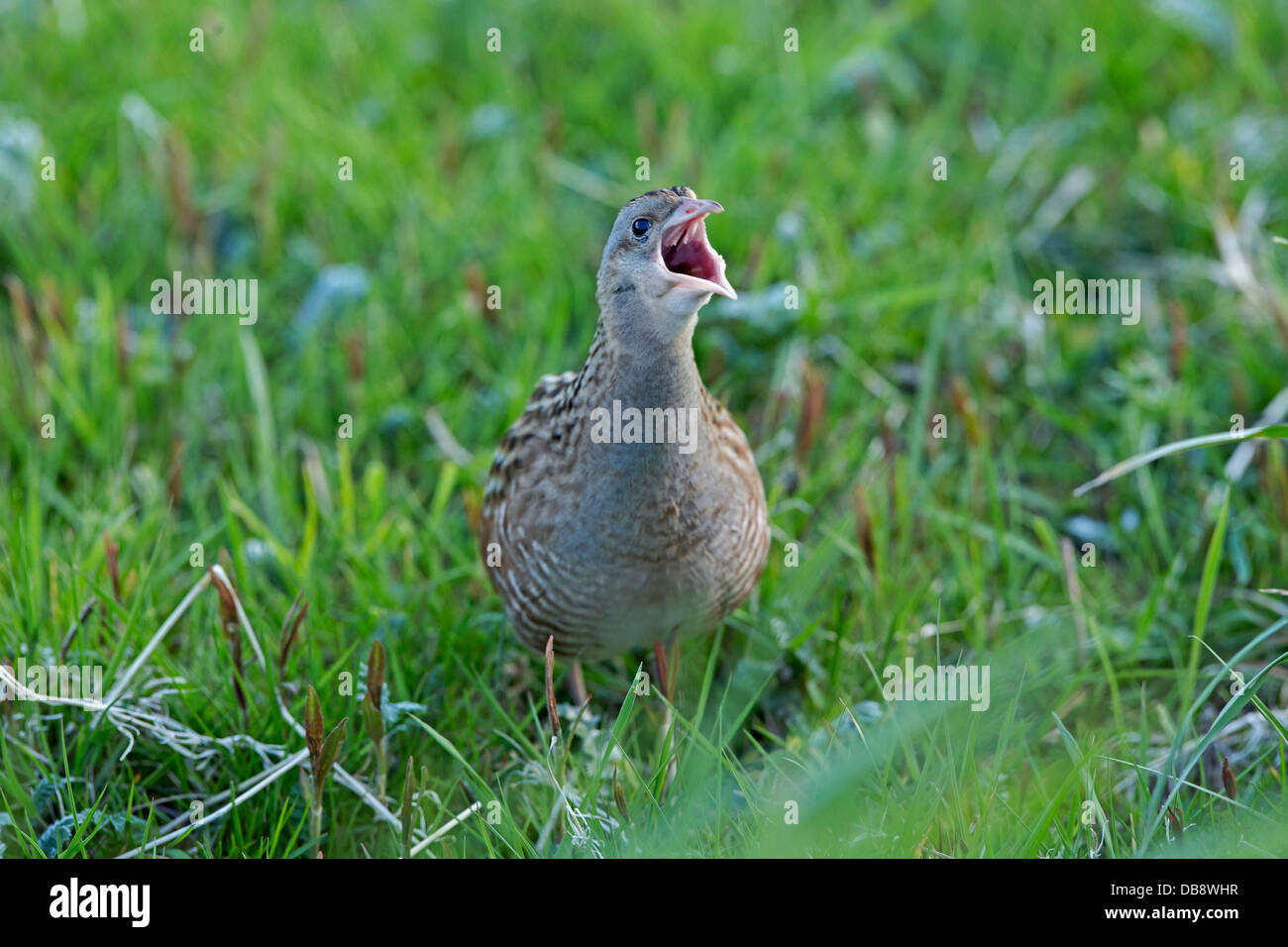 Corncrake calling at Balranald North Uist Outer Hebrides Stock Photo ...