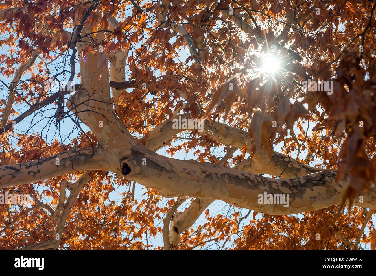 Harshaw, Arizona, USA. 10th Dec, 2010. An Arizona Sycamore tree near ...