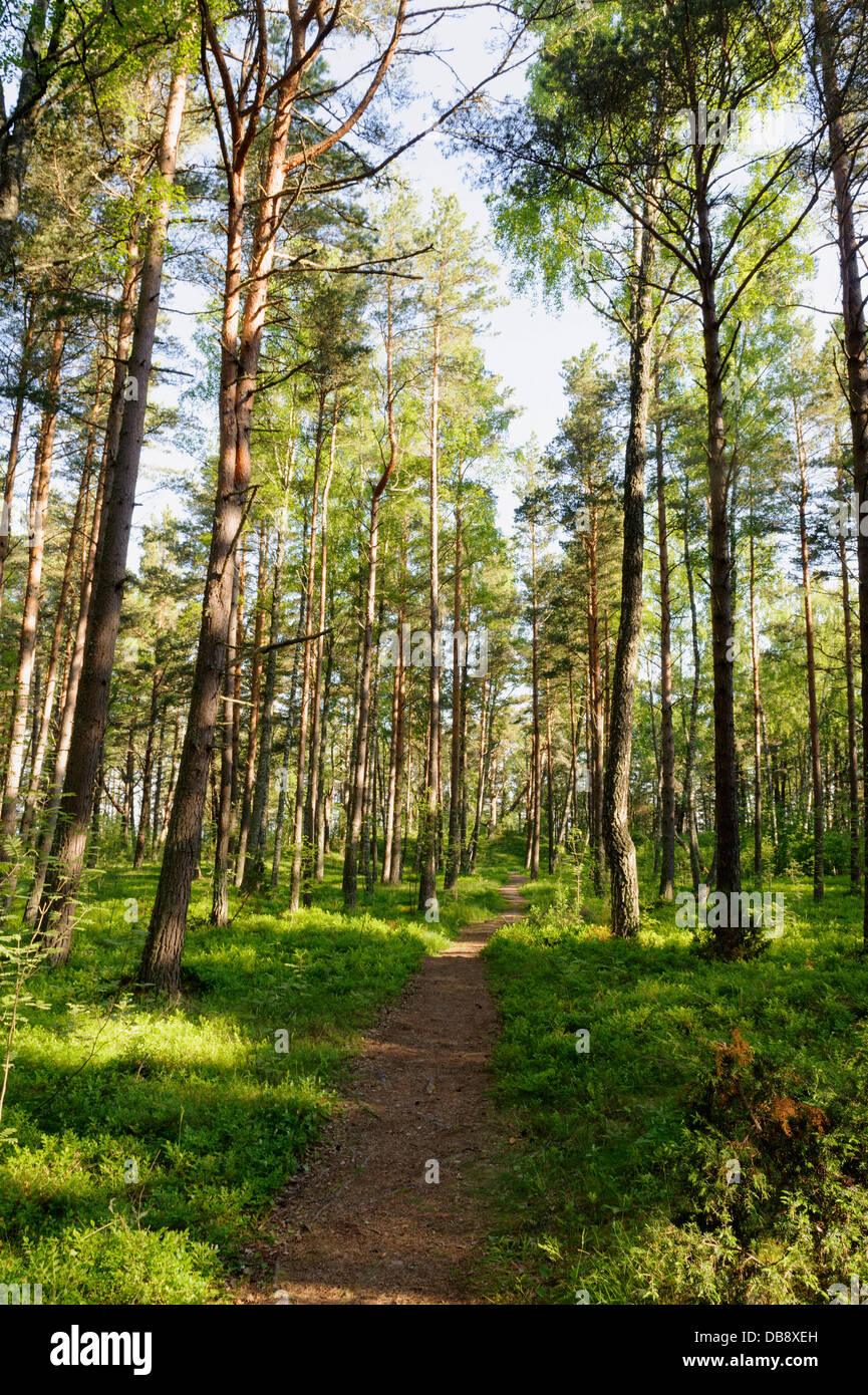 Vaide hi-res stock photography and images - Alamy