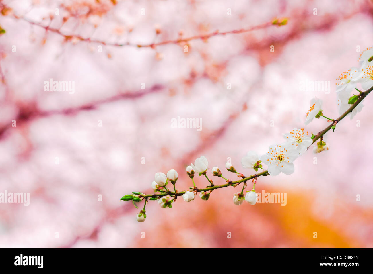 Cherry blossom blooming in sunlight hi-res stock photography and images ...