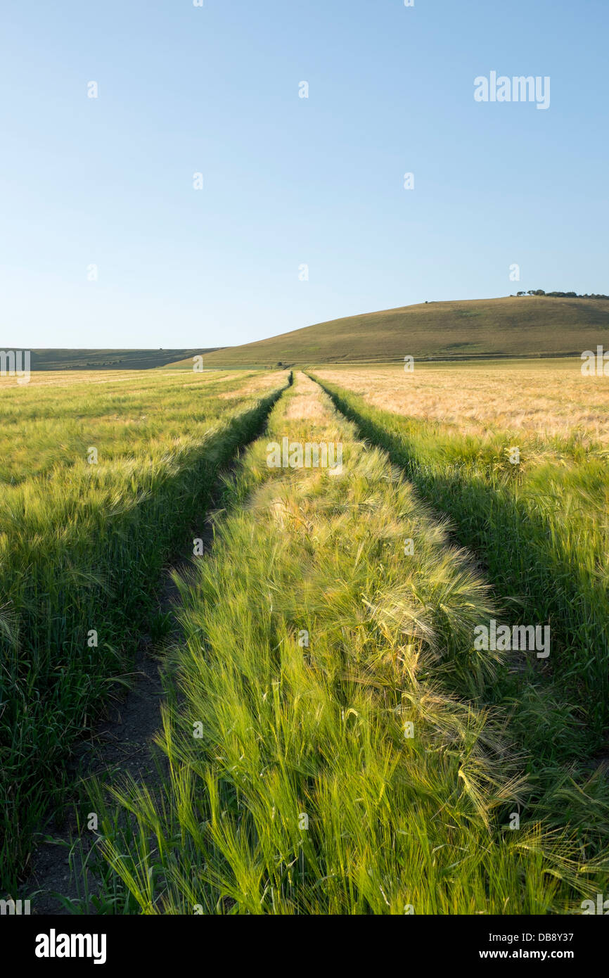 Golden wheat growing in farm hi-res stock photography and images - Alamy