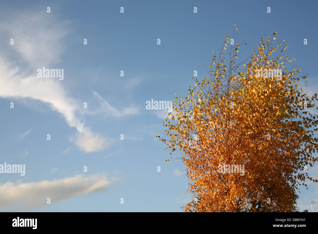 a silver birch tree in autumn (fall Stock Photo - Alamy