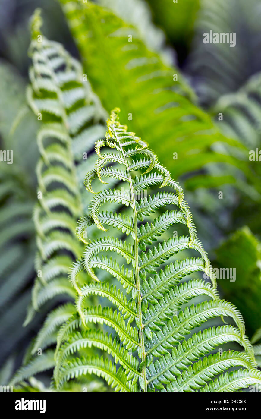 Vertical fern hi-res stock photography and images - Alamy