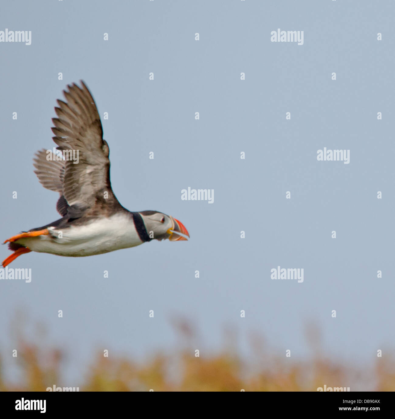 Puffin in flight Stock Photo - Alamy