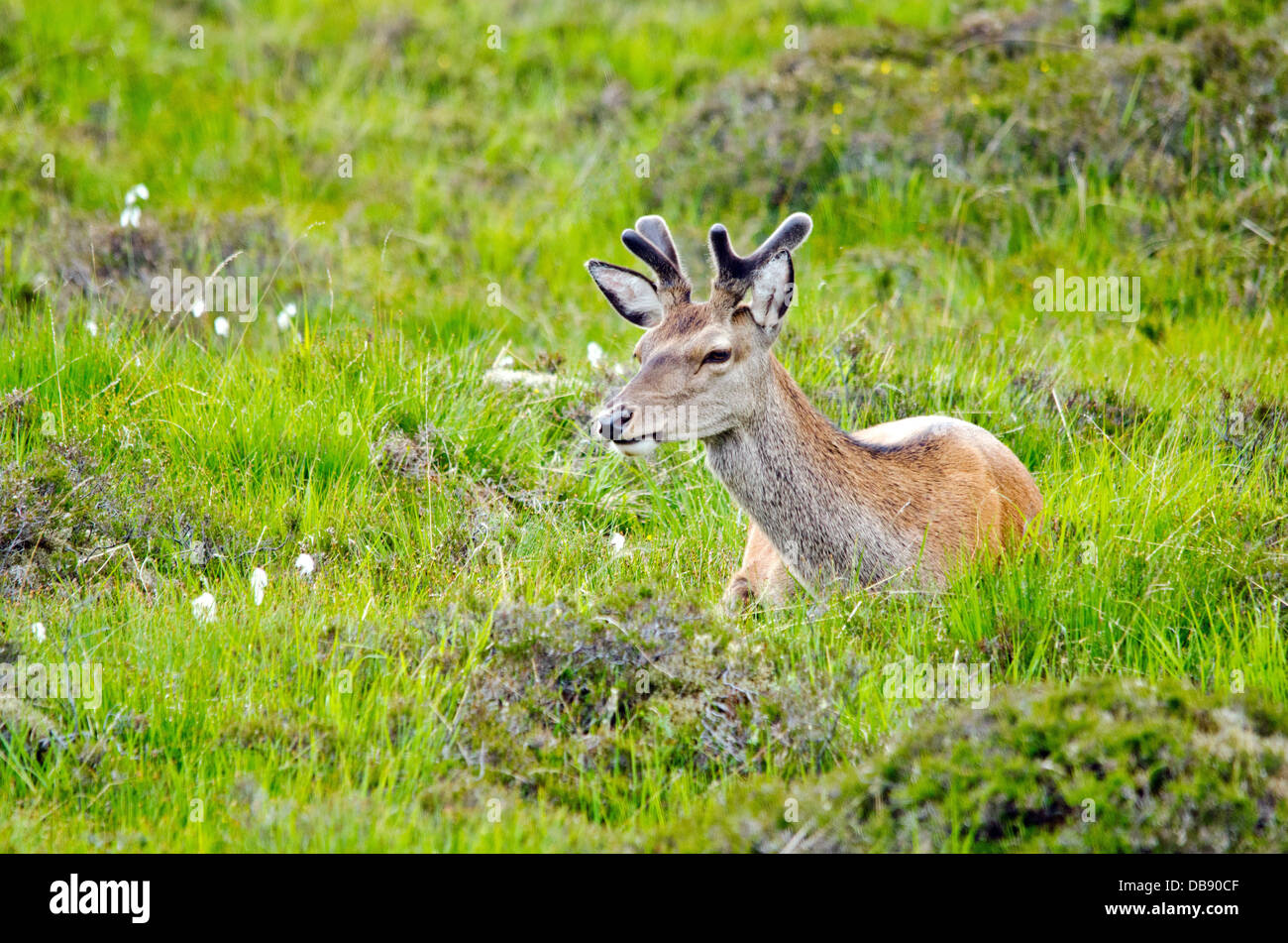 Young Stag sitting on Grassland Stock Photo - Alamy