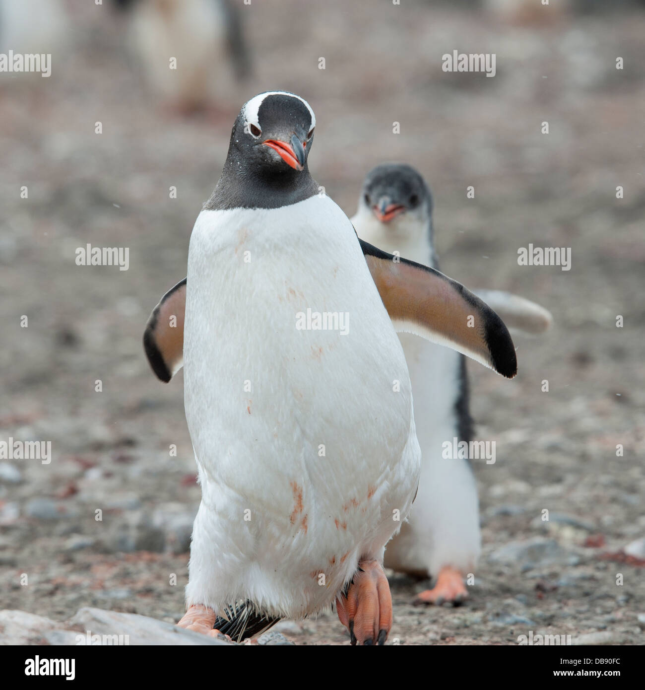 Gentoo penguin chick chasing adult, Pygoscelis papua. Hannah Point ...