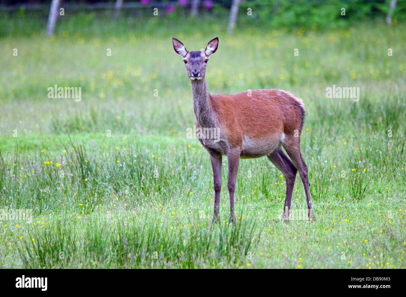Red Deer Hind Stock Photo - Alamy