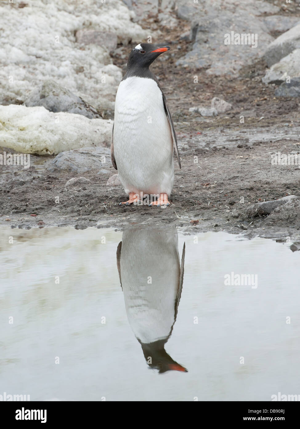 Penguin pygoscelis papua staring reflection hi-res stock photography ...