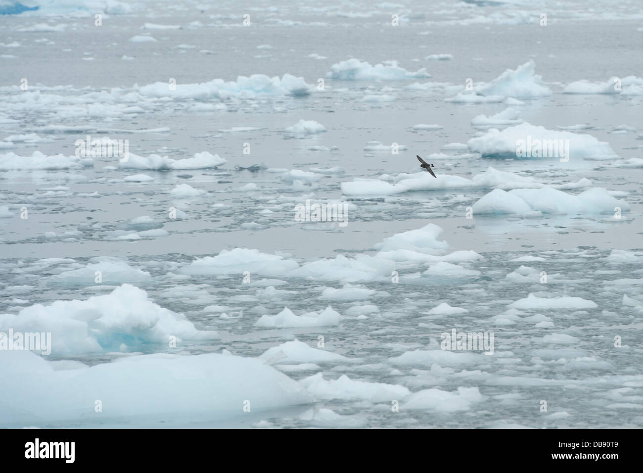 Oceanicus hi-res stock photography and images - Alamy