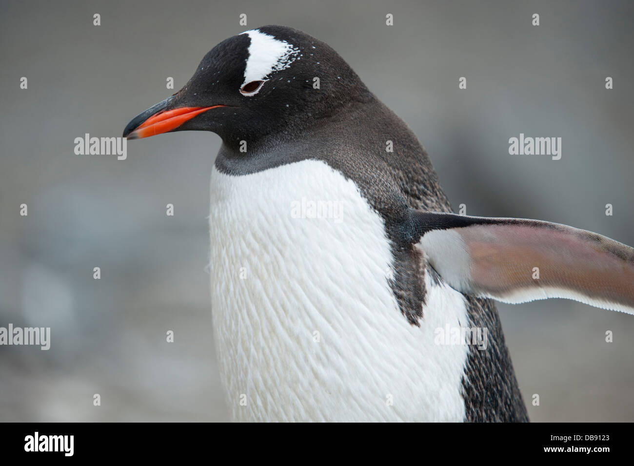 Hannah Cute High Resolution Stock Photography and Images - Alamy