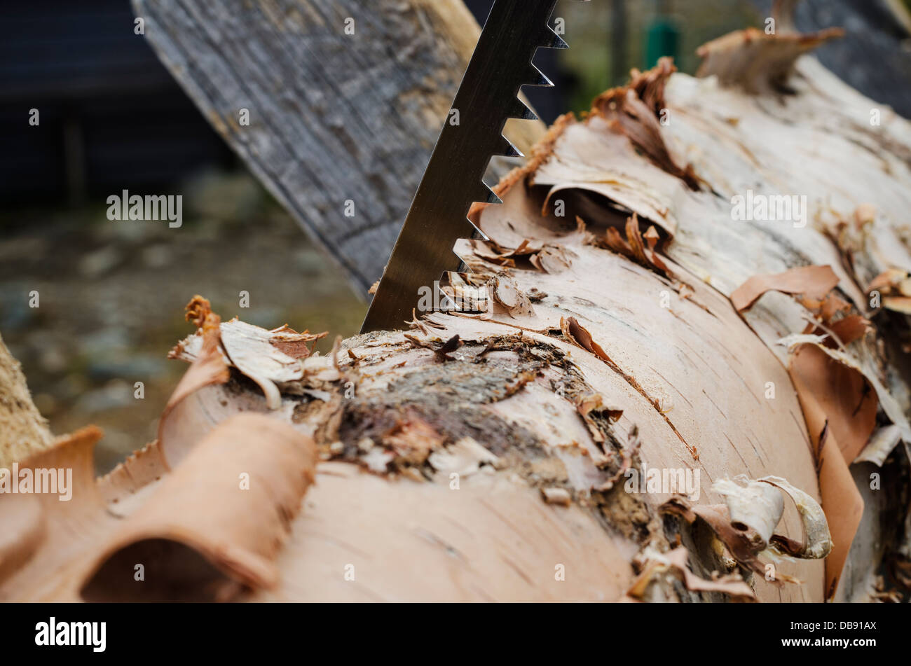 Detail of saw cutting through birch log for firewood at mountain hut ...