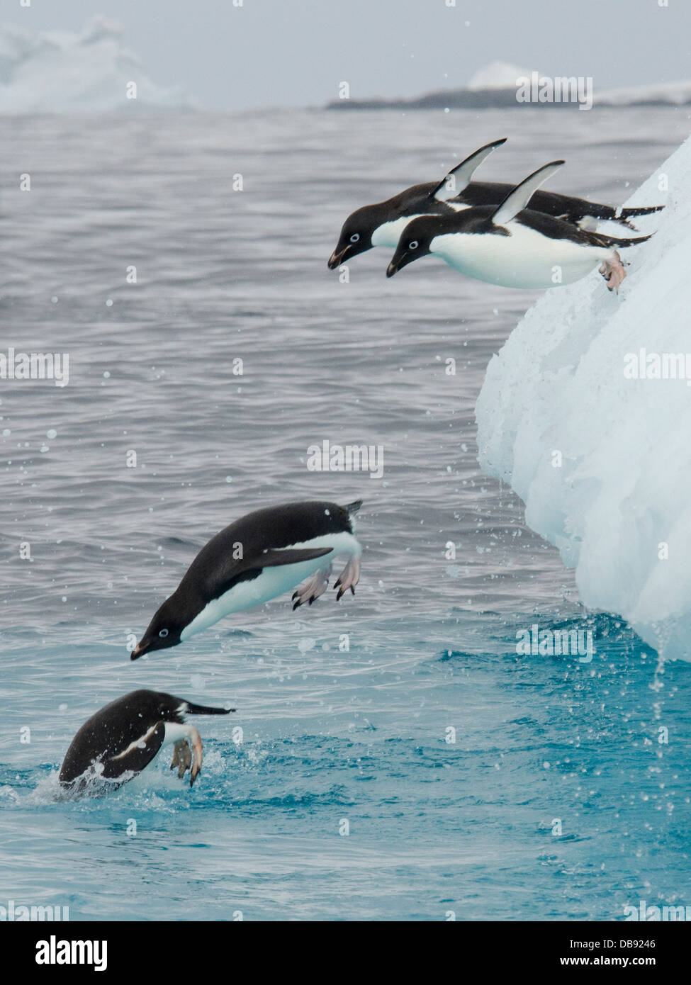 Penguins Diving Into Water As A Group